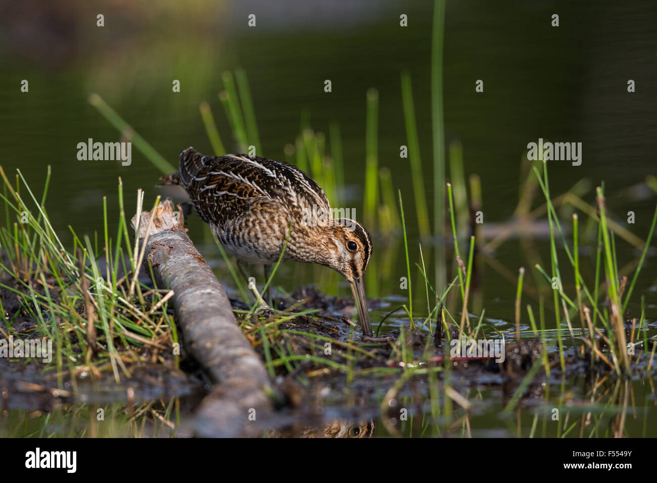 Eat Snipe High Resolution Stock Photography and Images - Alamy