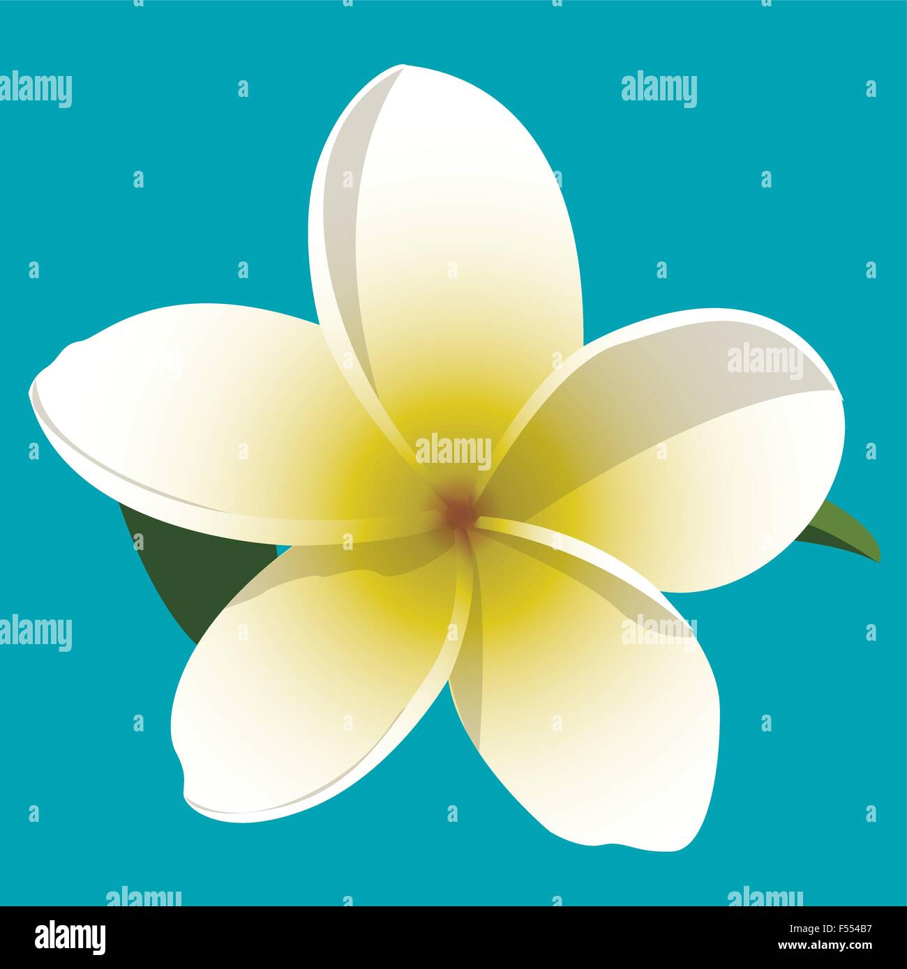Frangipani vector vectors hi-res stock photography and images - Alamy