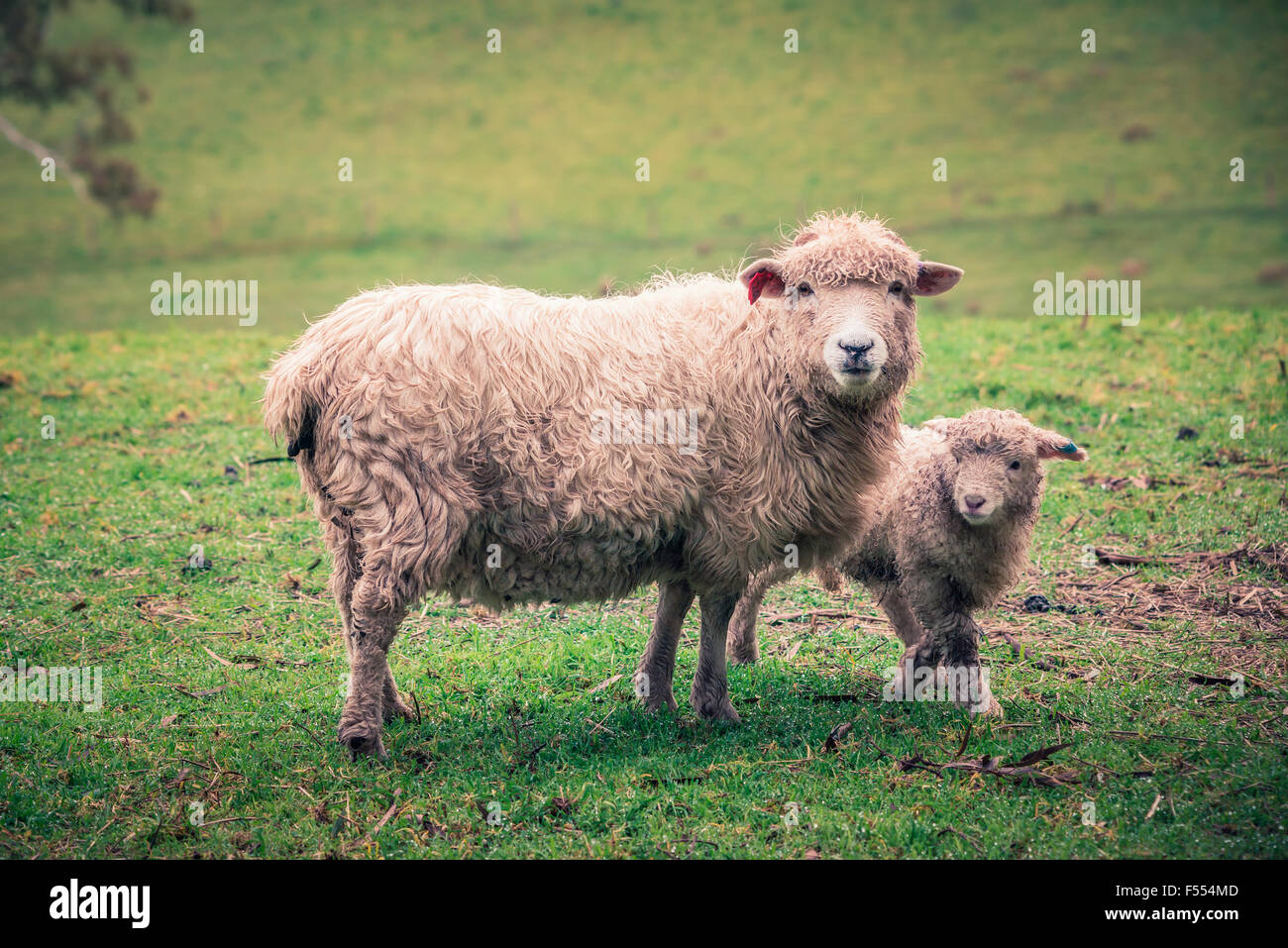 A mother sheep and baby spring lamb in the Adelaide Hills Stock Photo ...