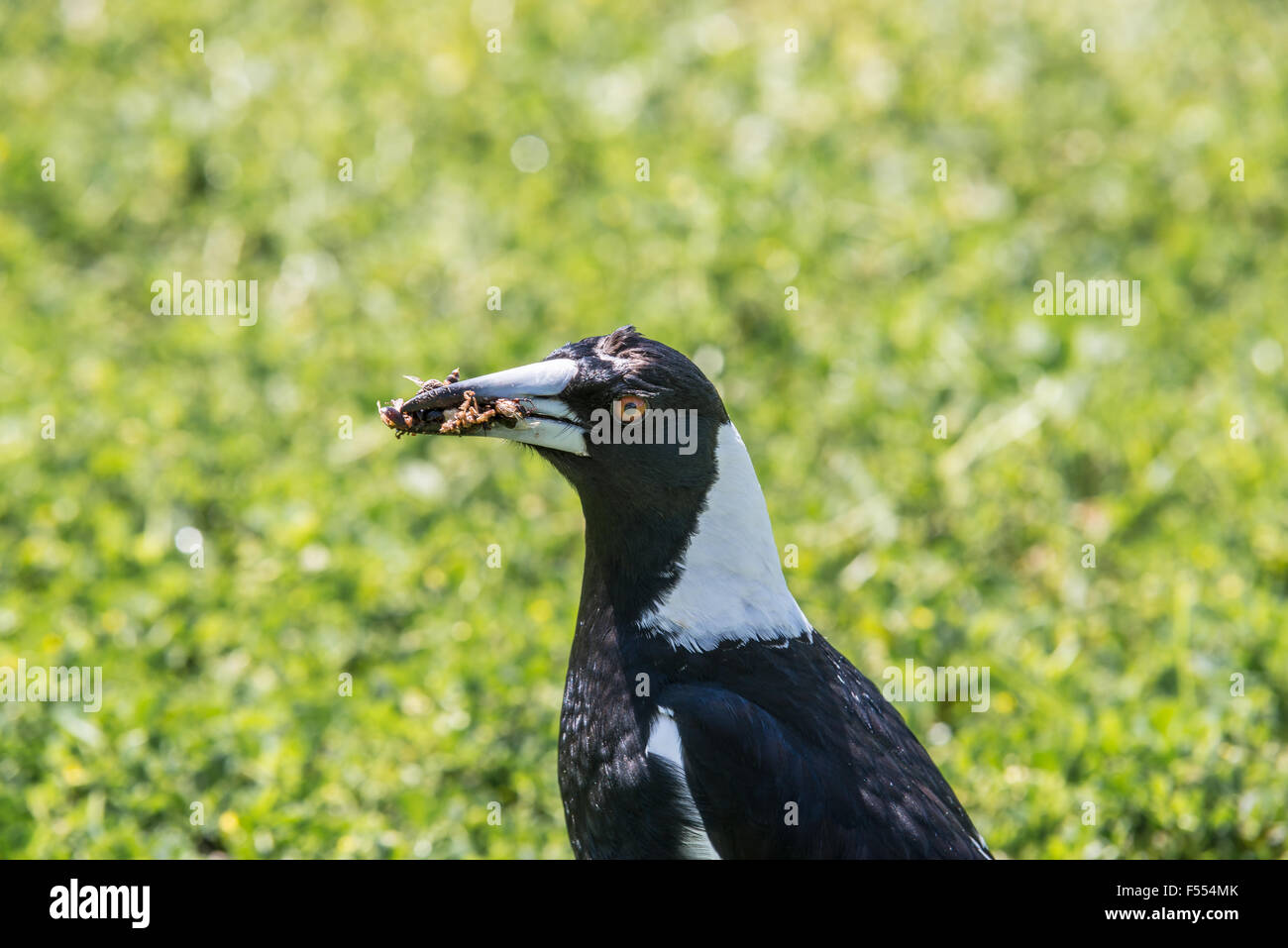 An Australian Magpie with a beak full of insects Stock Photo - Alamy