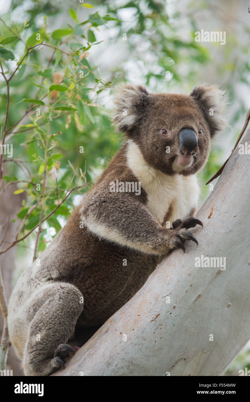 A large male wild koala poses on an gum tree in Australia Stock Photo ...