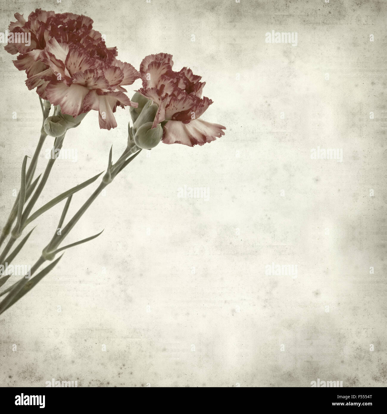 textured old paper background with variegated carnation flower Stock ...
