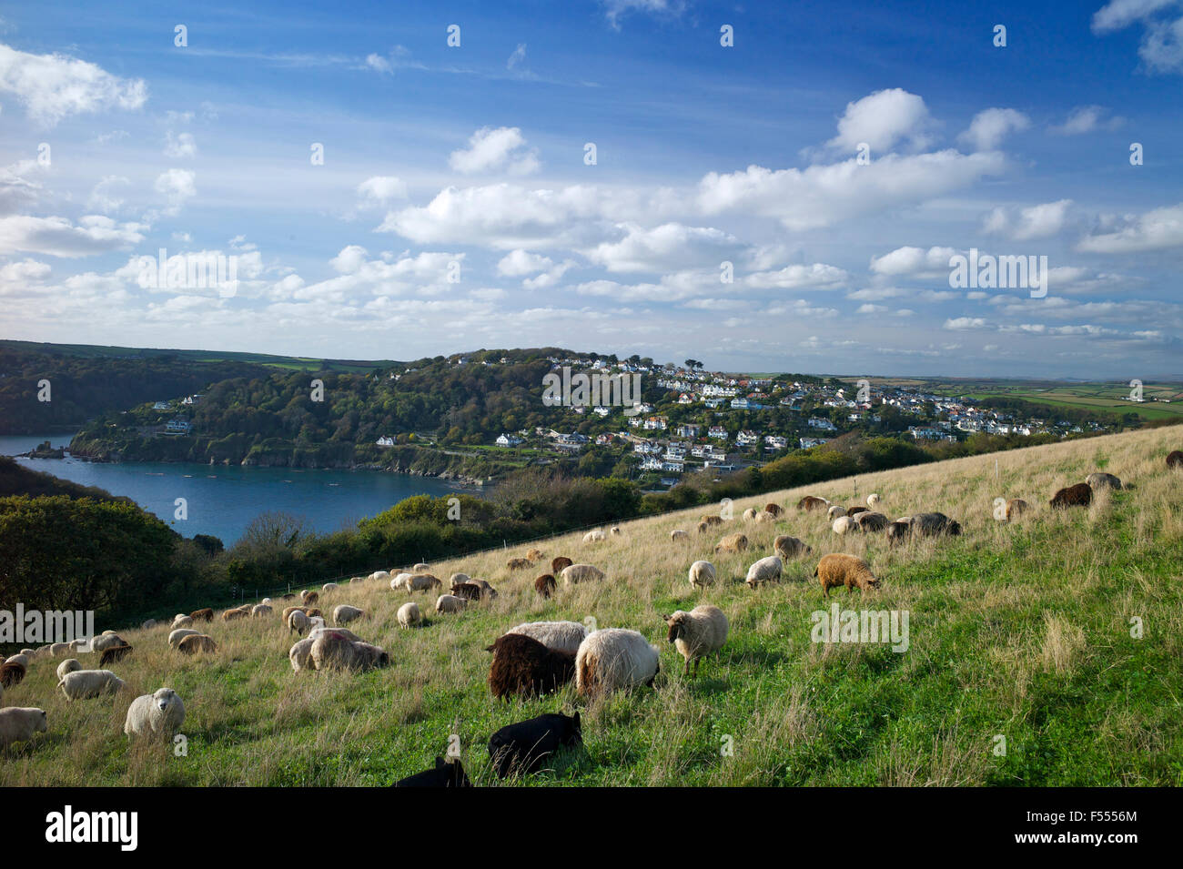 Sheep grazing at "Village Farm" East Portlemouth, South Devon, UK Stock ...