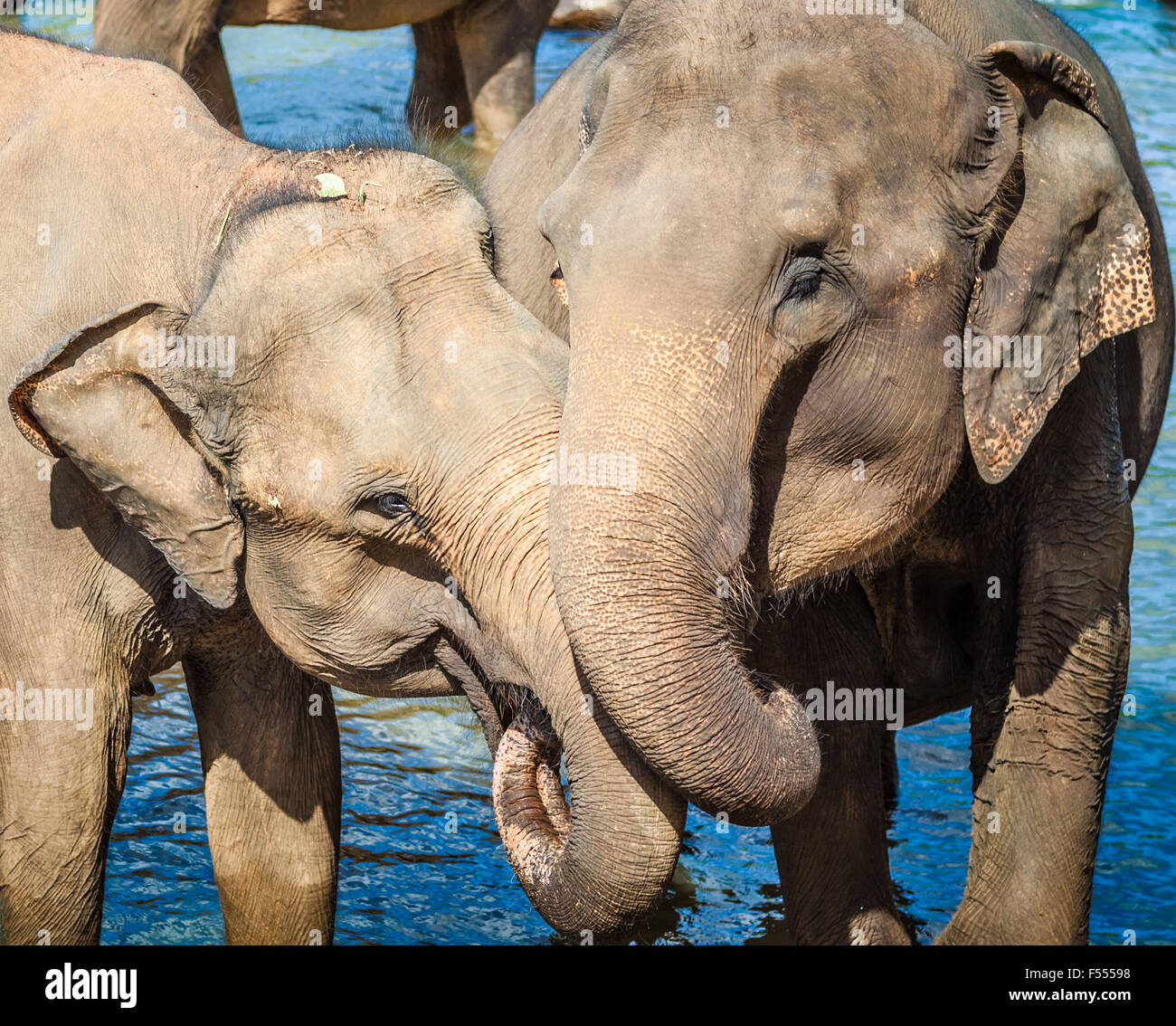 Elephants bathing in a river Stock Photo - Alamy