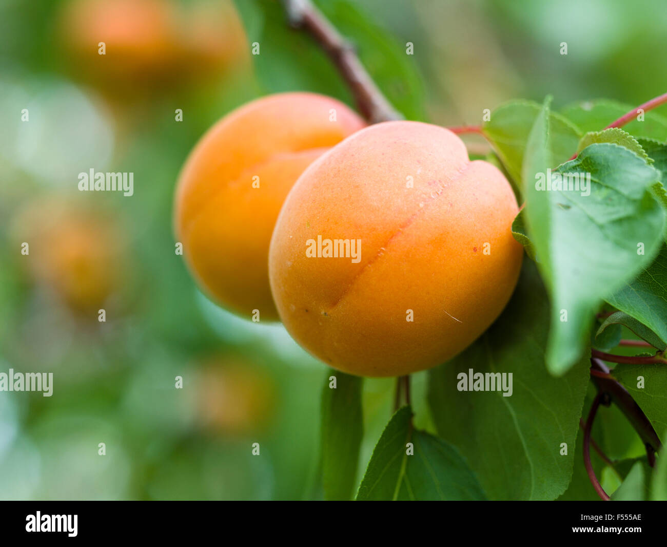 Leafy branch with fruit hi-res stock photography and images - Alamy