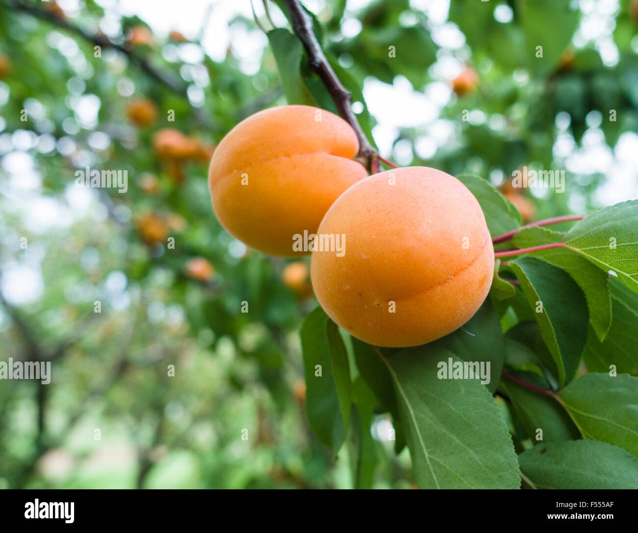Two Apricots ripening on the tree. Two almost ripe apricot fruits hang ...