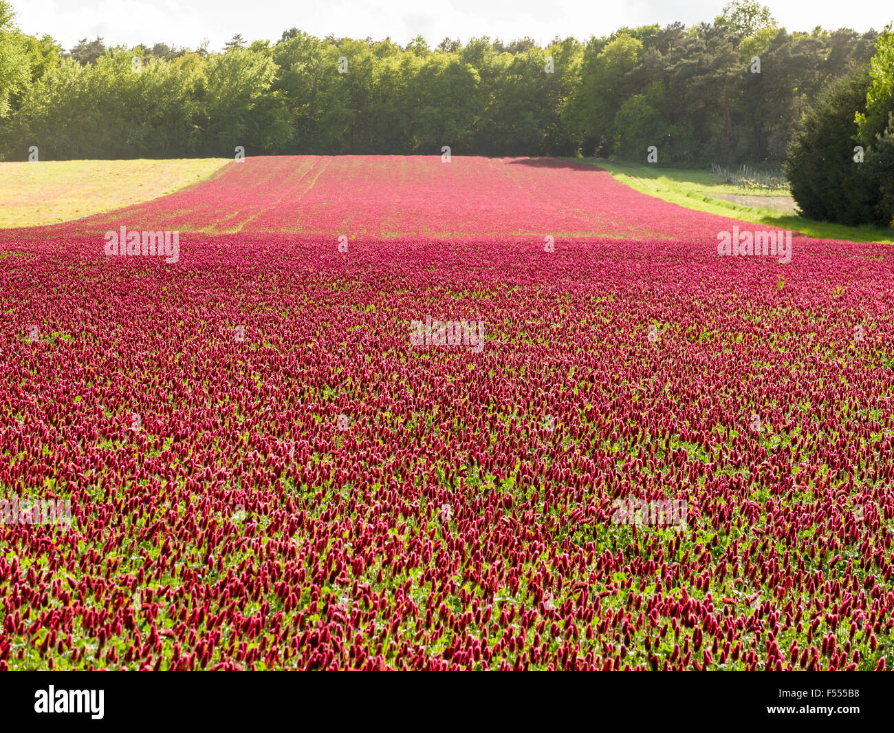 Red Clover Field Pictures