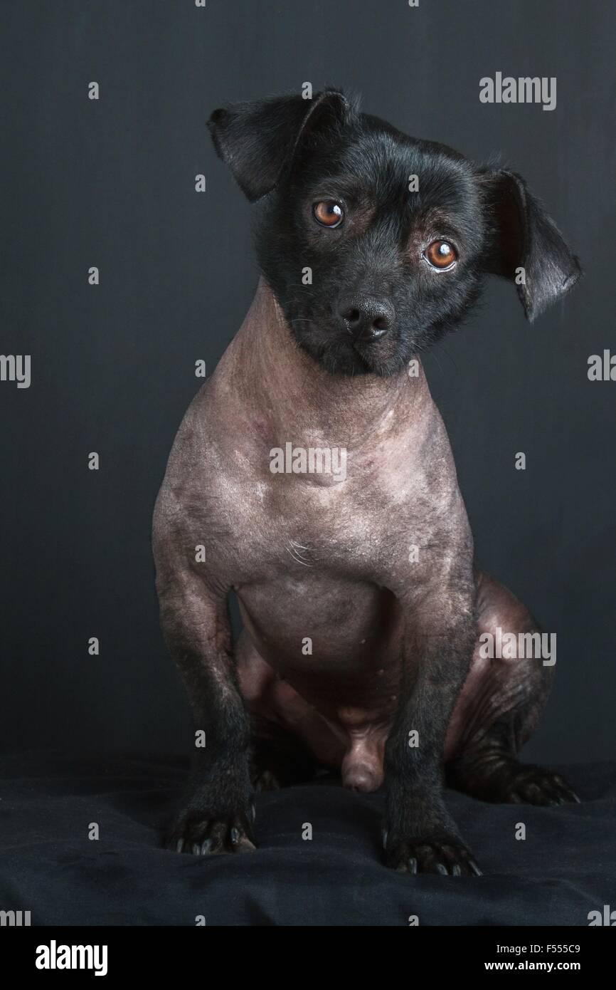 Portrait of mixed peruvian dog on black background Stock Photo - Alamy