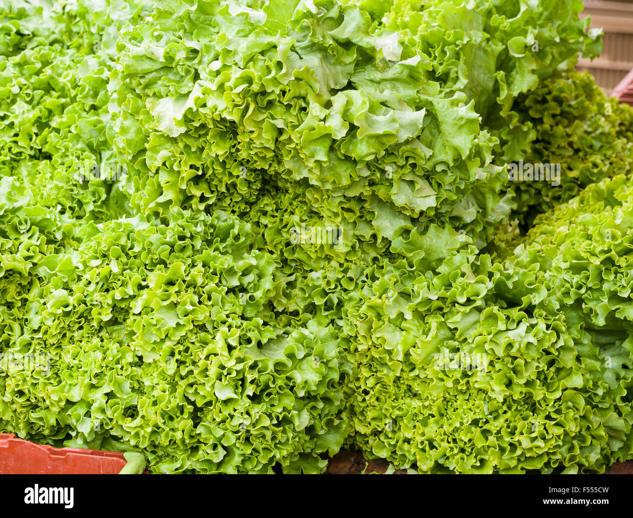 Lettuce Piled High. Green leaf lettuce piled high in a market vendor's ...