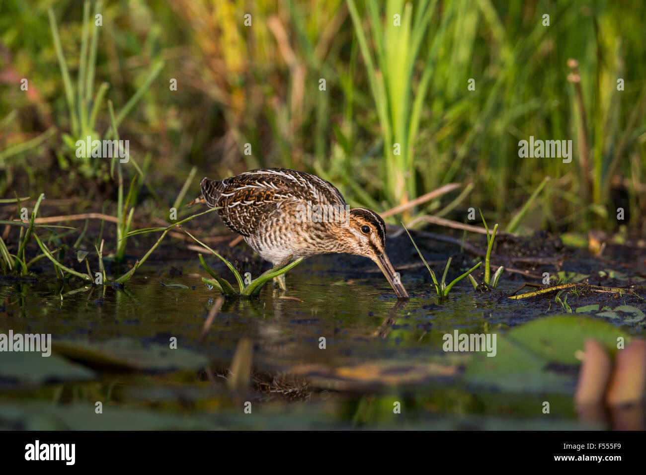 Eat snipe hi-res stock photography and images - Alamy