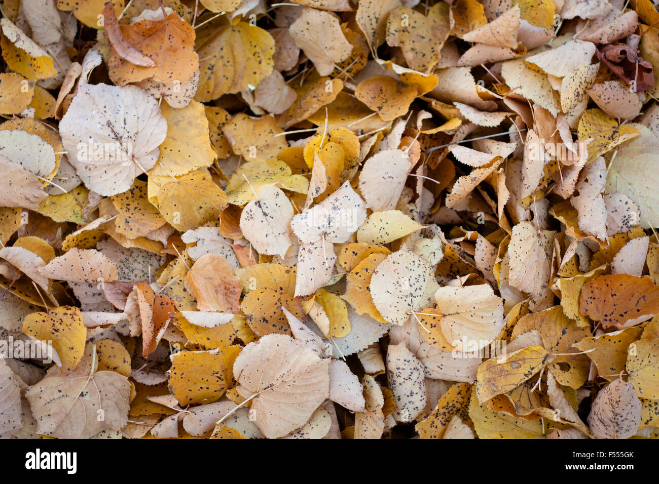 Autumnal foliage background texture concept Stock Photo - Alamy