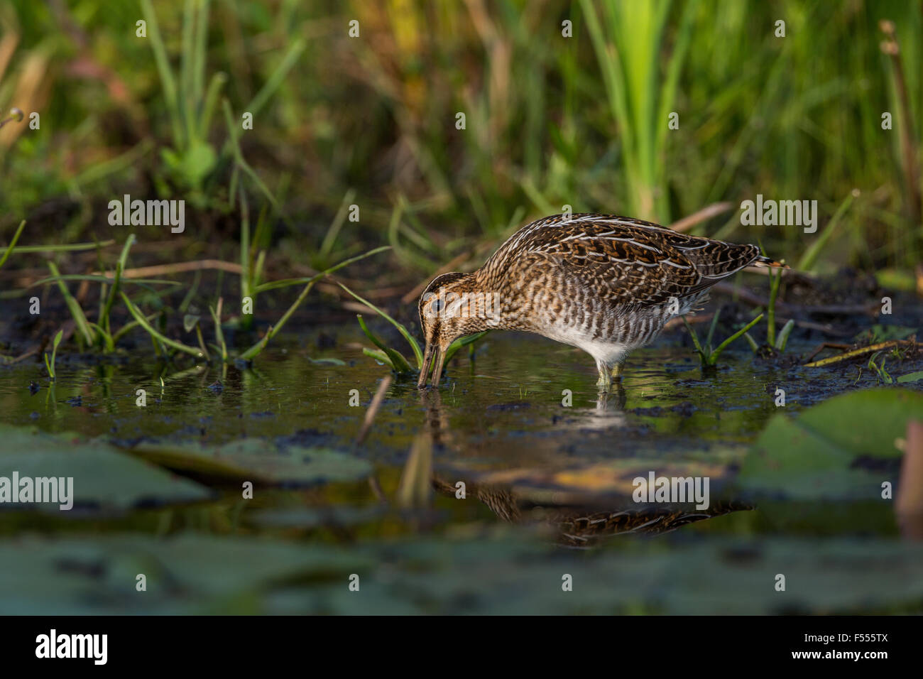 Snipe bill hi-res stock photography and images - Alamy