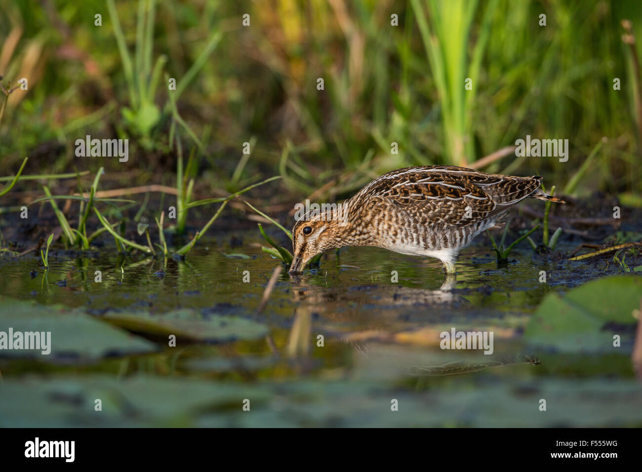 Eat Snipe High Resolution Stock Photography and Images - Alamy
