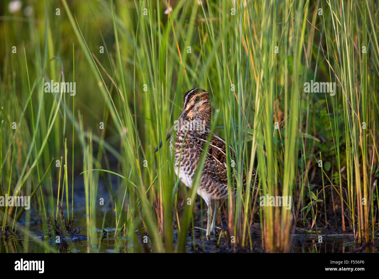 Snipe natural habitat hi-res stock photography and images - Alamy