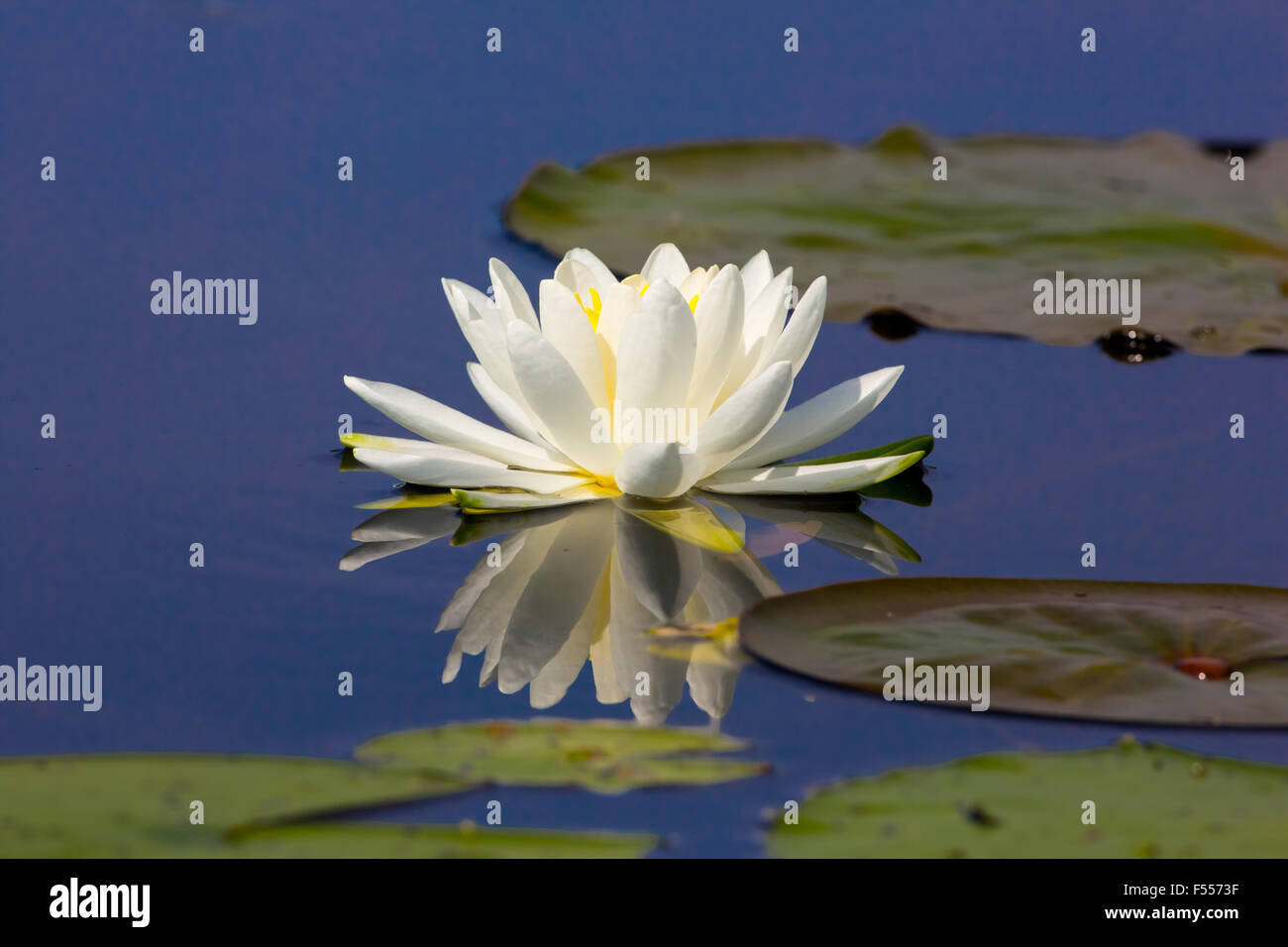 American white water lily hi-res stock photography and images - Alamy
