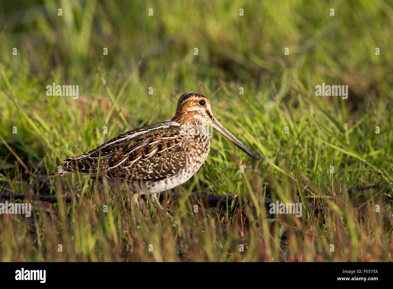 Summer snipe hi-res stock photography and images - Alamy
