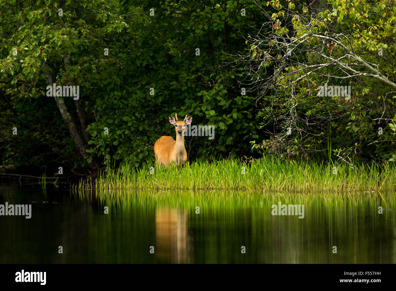 White-tailed buck on the East Fork of the Chippewa River Stock Photo ...