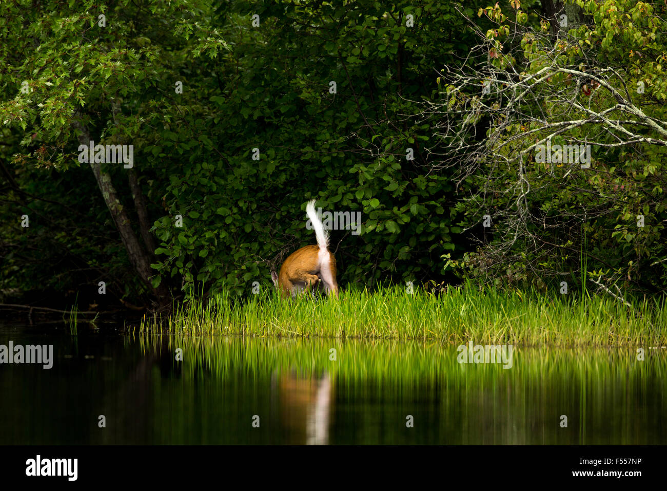 White-tailed buck on the East Fork of the Chippewa River Stock Photo ...