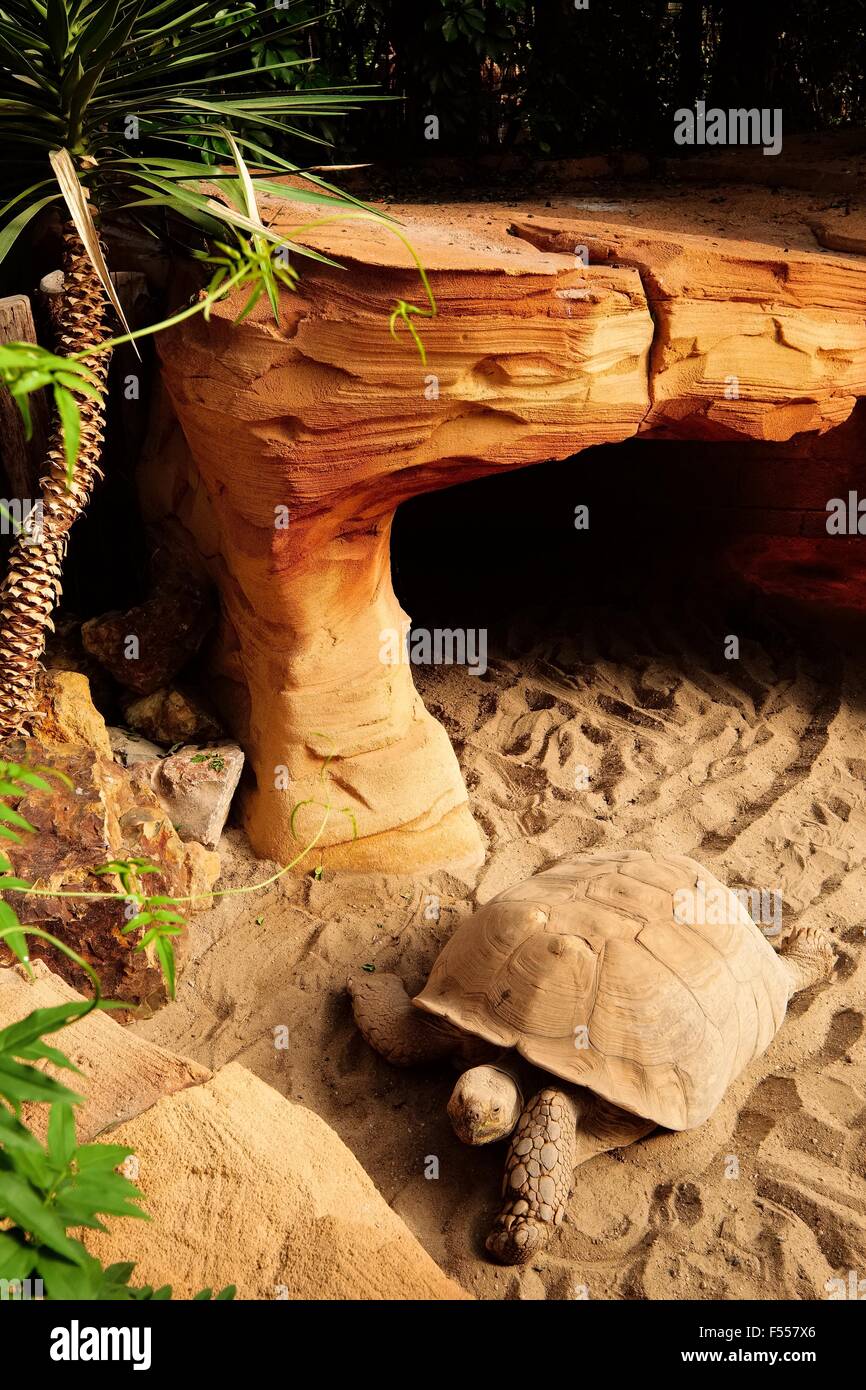 Turtle cave hi-res stock photography and images - Alamy