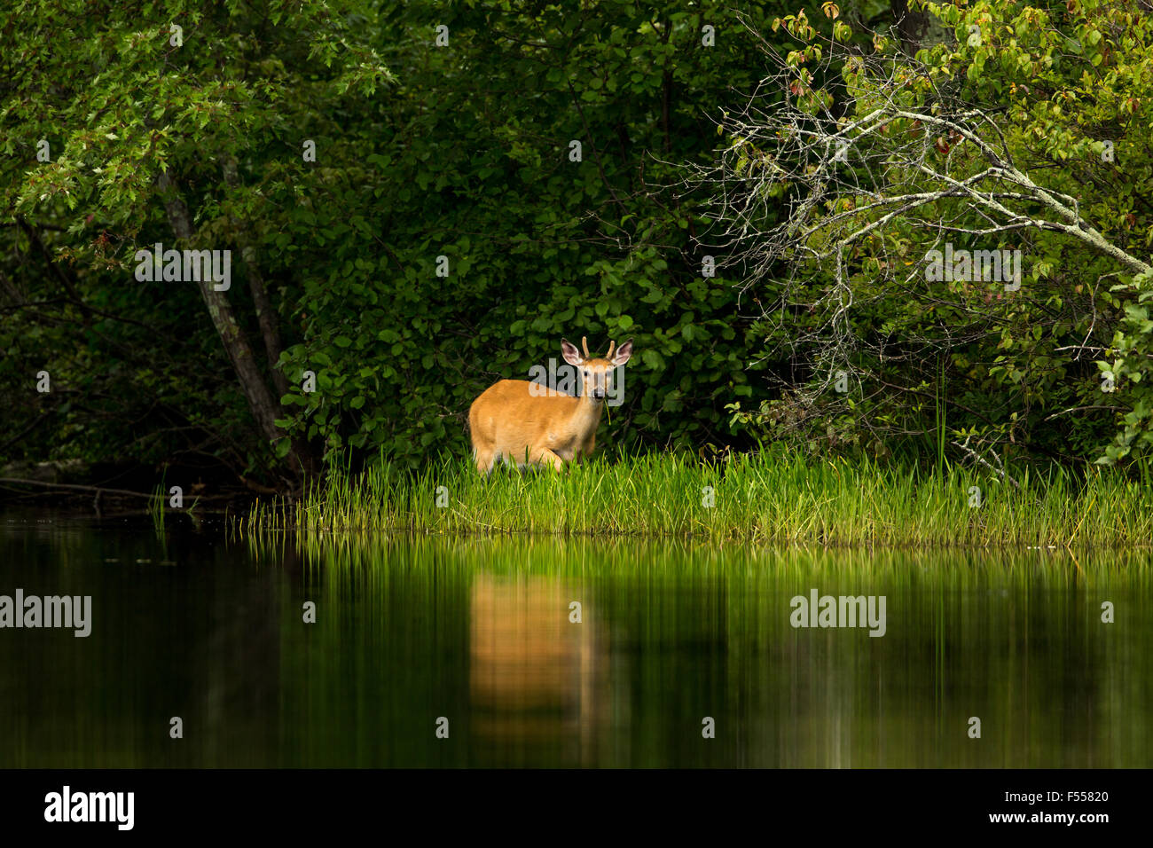 White-tailed buck on the East Fork of the Chippewa River Stock Photo ...