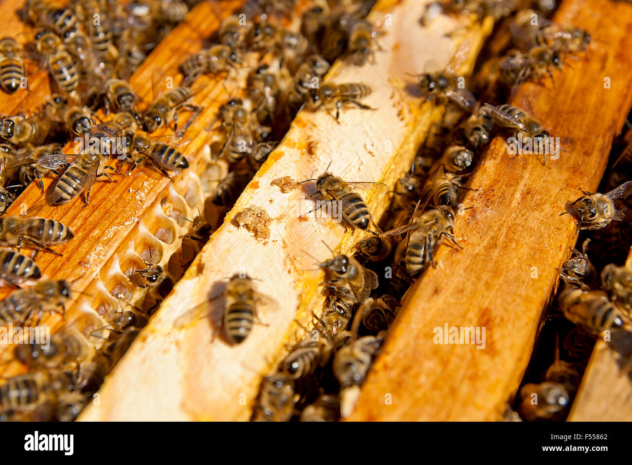 Busy bees, close up view of the working bees on honeycomb. Bees close ...