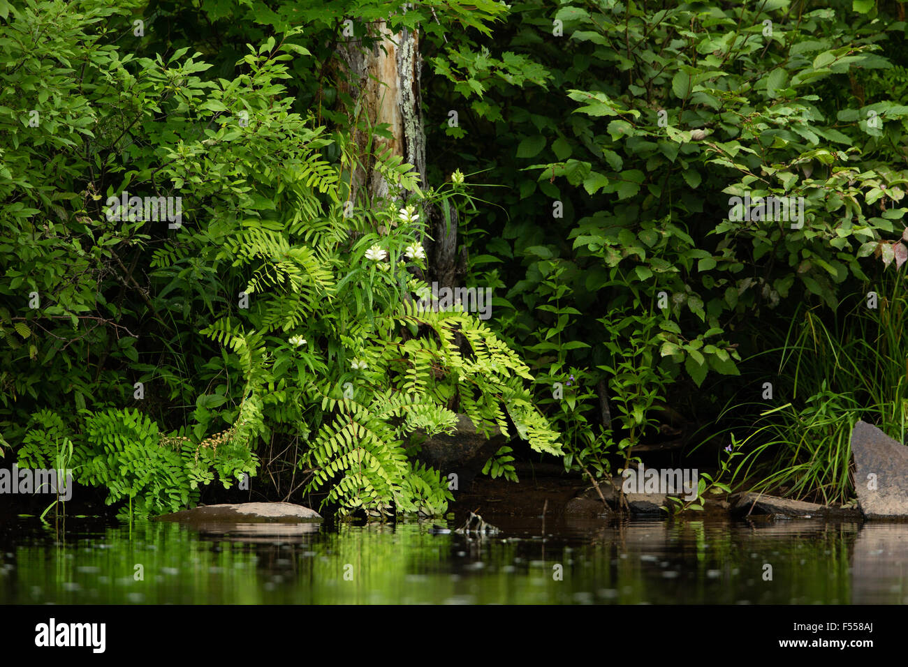 White Turtlehead on the East Fork of the Chippewa River Stock Photo - Alamy
