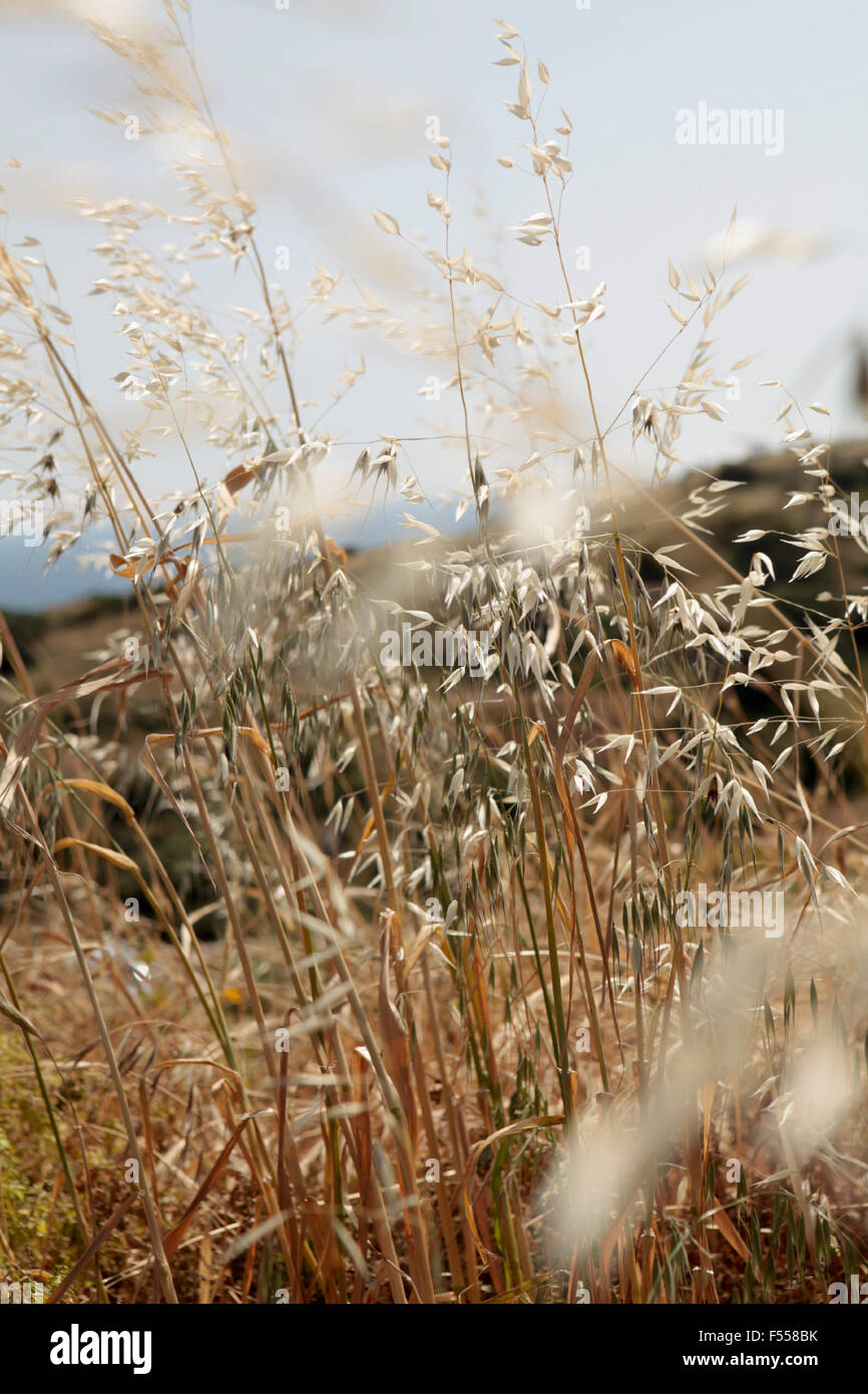 Close up on plants hi-res stock photography and images - Alamy