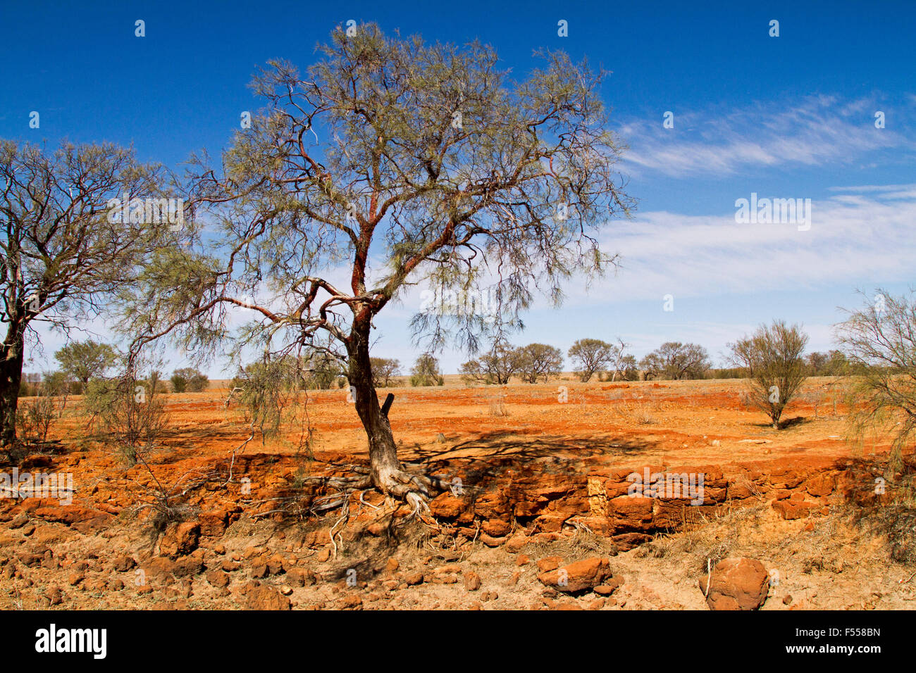 Arid Australian outback landscape during drought, with vivid red soil ...