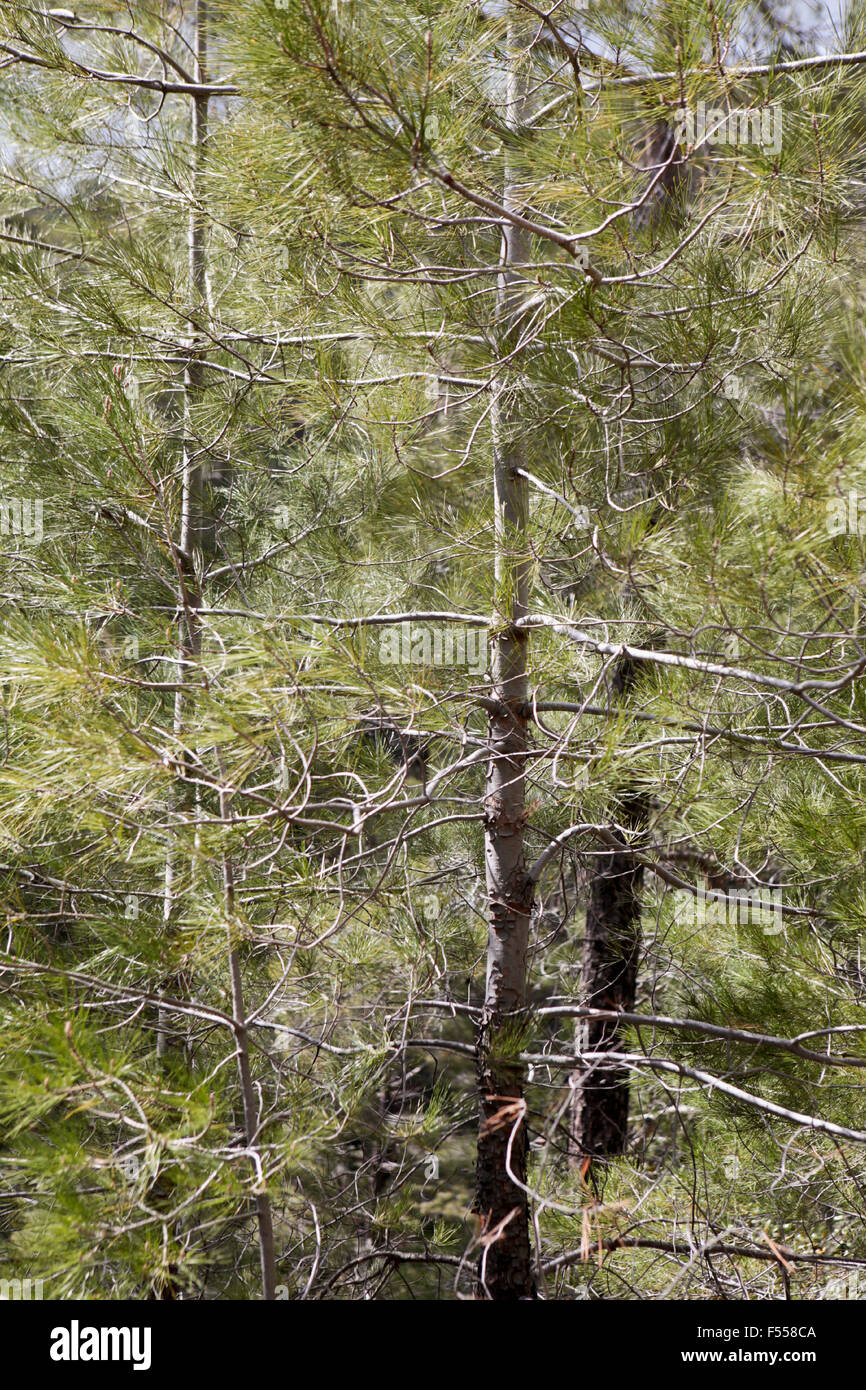 Growing trees forest hi-res stock photography and images - Alamy