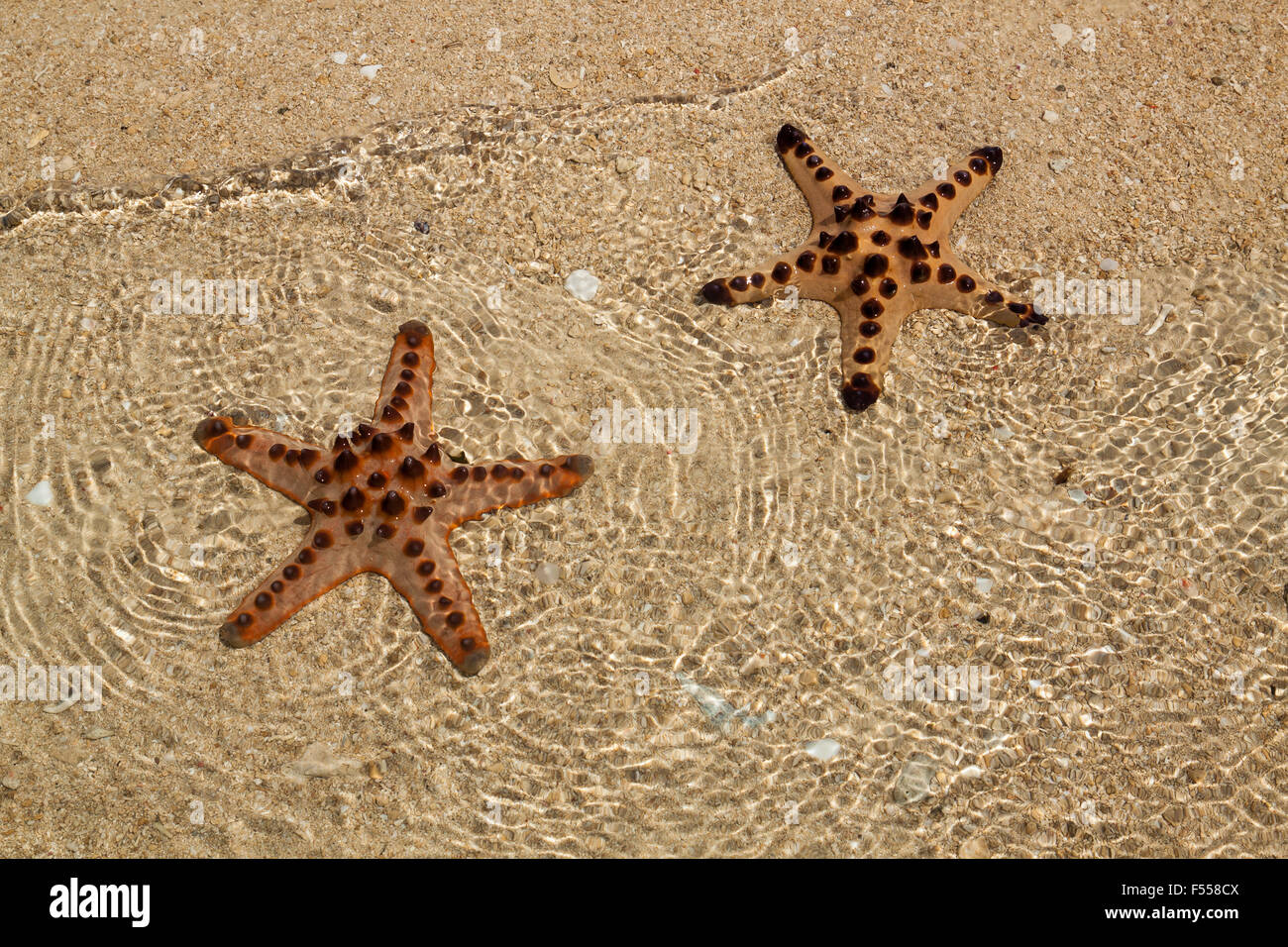 Shallow water in exotic island hi-res stock photography and images - Alamy