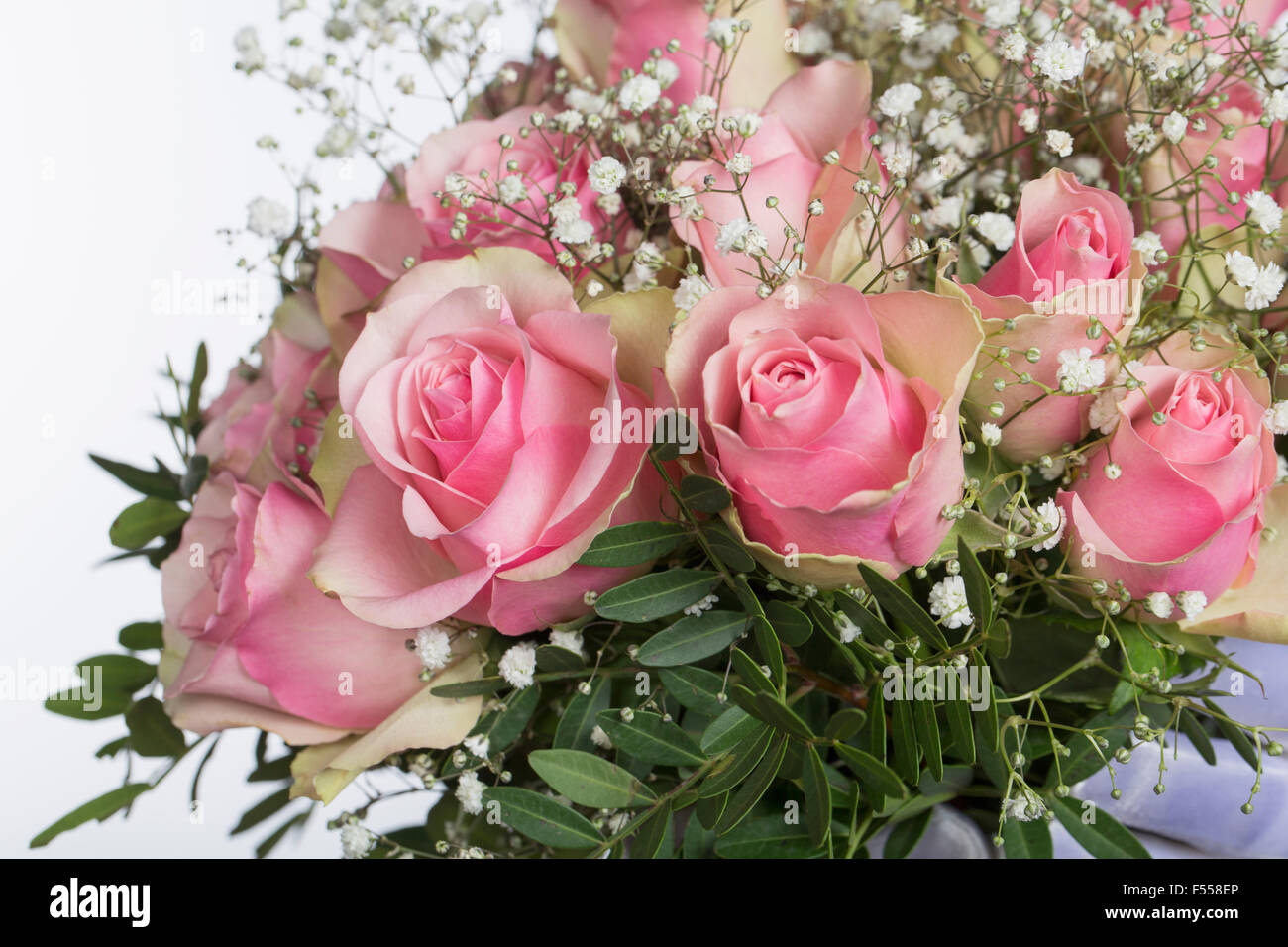 Fresh roses hi-res stock photography and images - Alamy