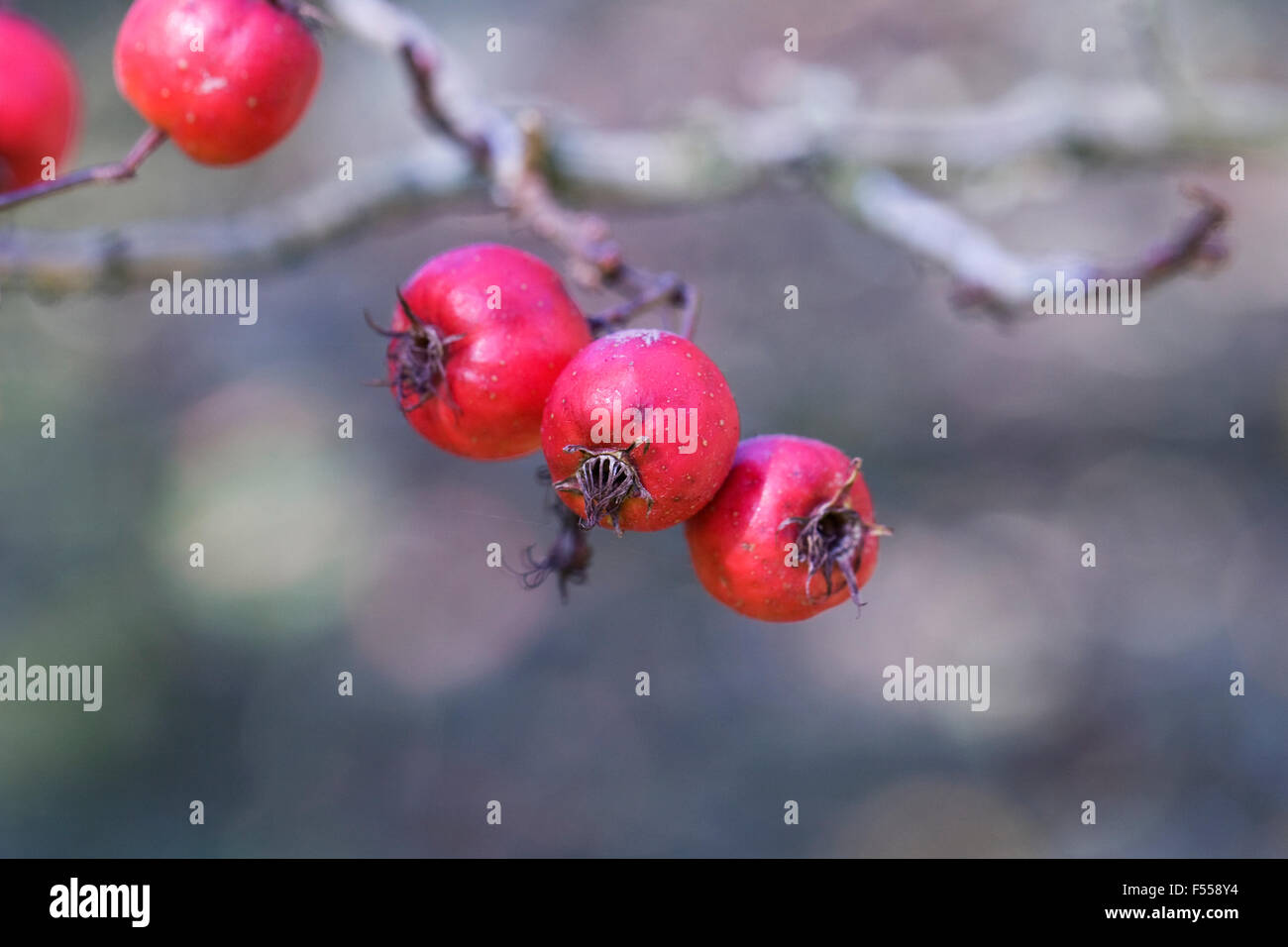 Hawthorn haws in autumn hi-res stock photography and images - Alamy