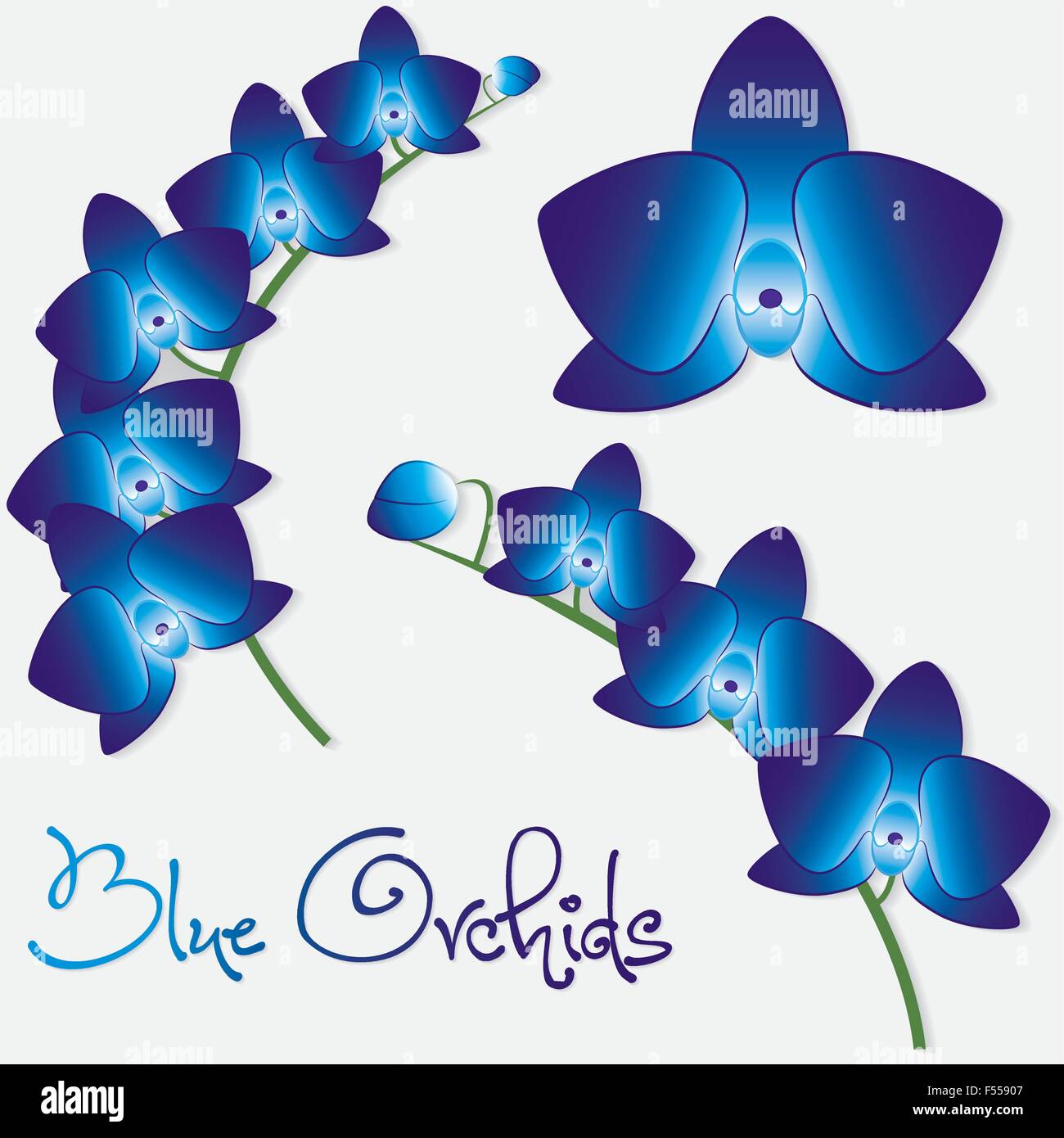 Orchid in tropical garden Stock Vector Images - Alamy