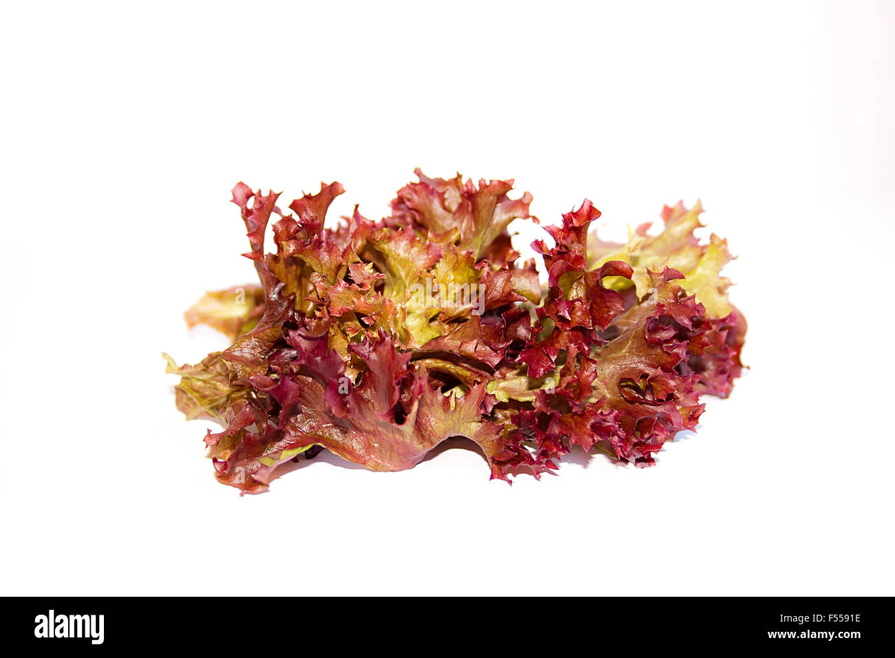 Red leaf lolo rosso or coral lettuce, hydroponic vegetable on white ...