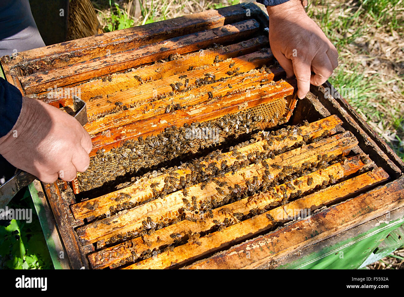 Beekeeper checking a beehive to ensure health of the bee colony or ...