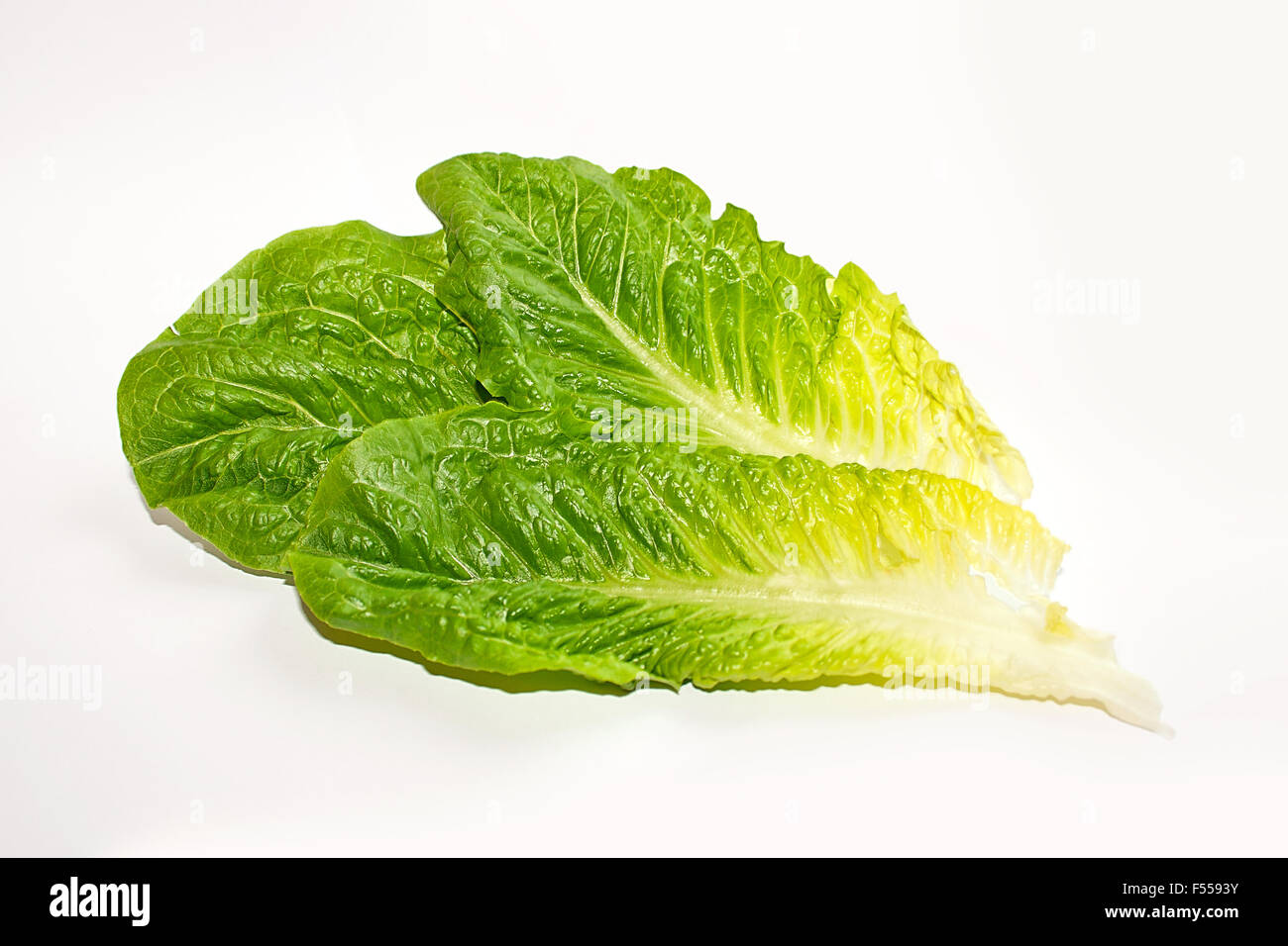 Leaves of the fresh romaine lettuce on white background Stock Photo - Alamy