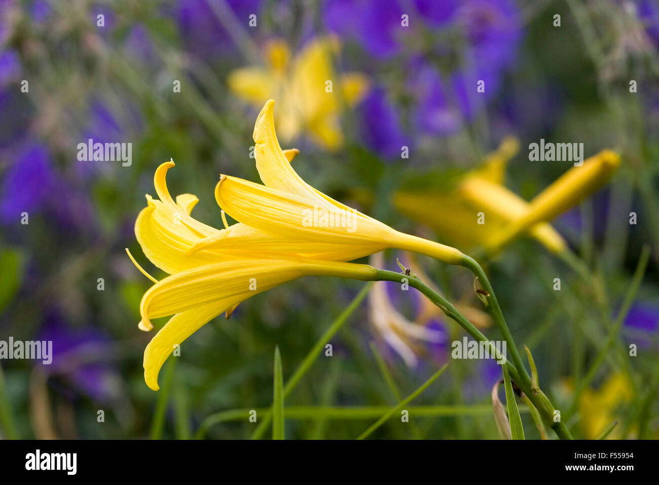 Yellow Hemerocallis and blue geraniums Stock Photo - Alamy