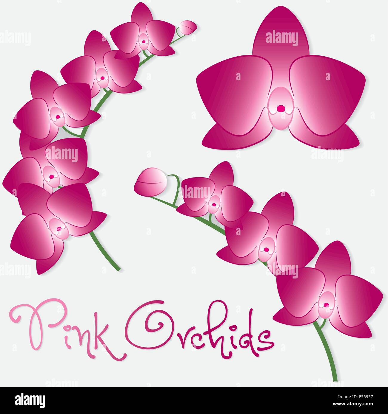 Set isolated orchid in Stock Vector Images - Alamy