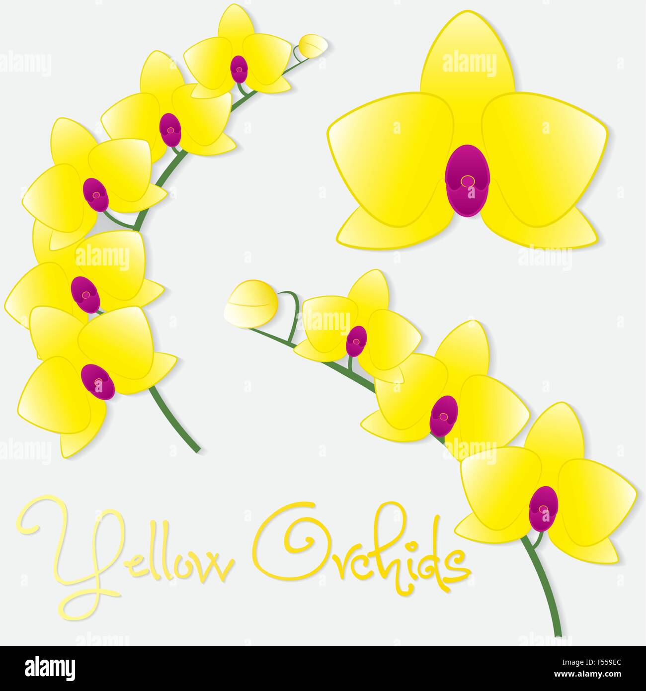 Orchid cut stem Stock Vector Images - Alamy