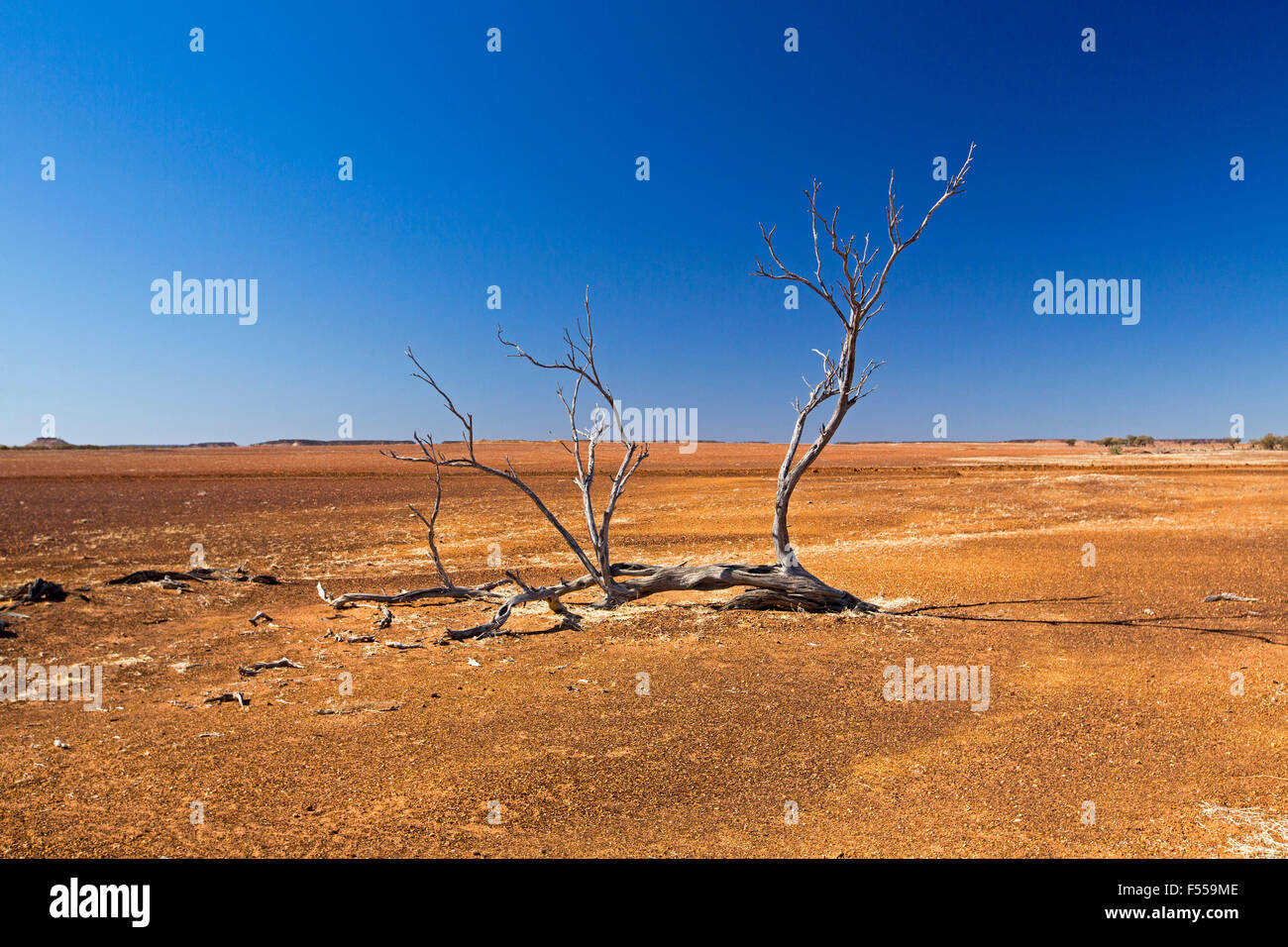 Australian outback landscape in drought, solitary dead tree on barren ...