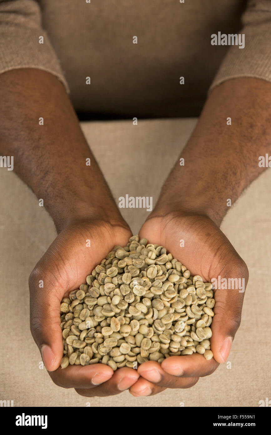 Hands holding coffee beans hi-res stock photography and images - Alamy