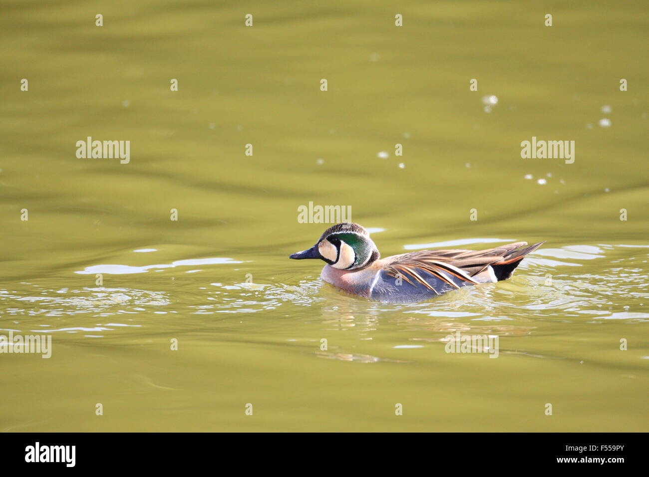 baikal teal - anas formosa Stock Photo - Alamy