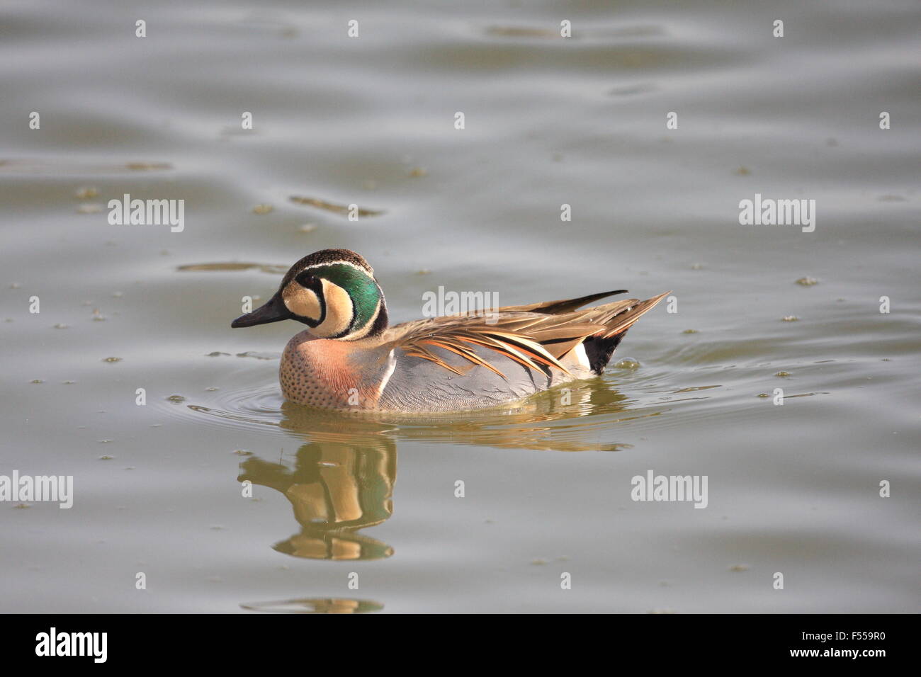 baikal teal - anas formosa Stock Photo - Alamy