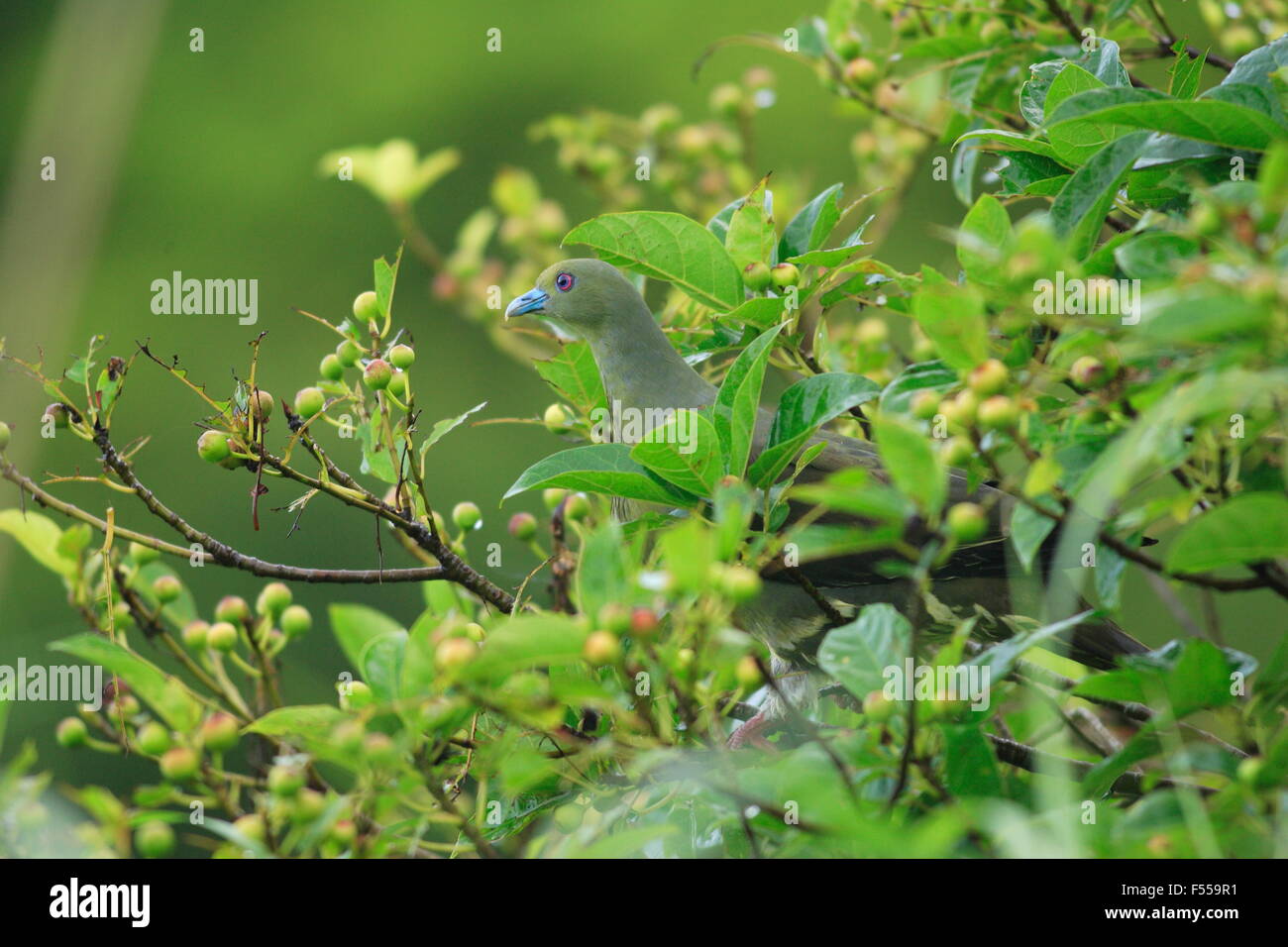 Whistling or Red-capped Green Pigeon (Treron formosae) in Amami Island ...