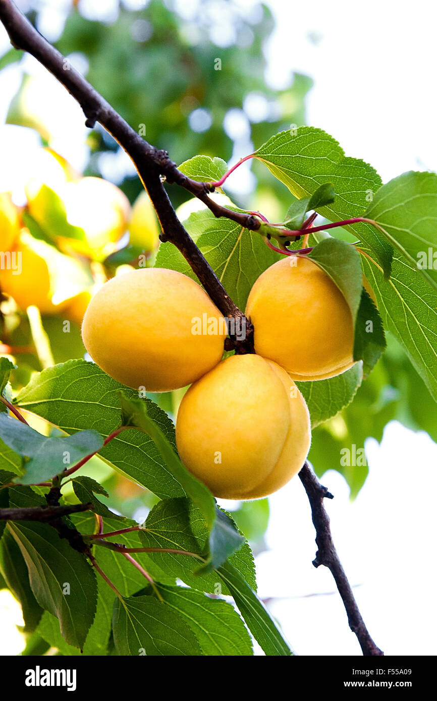 Apricot ripe tree hi-res stock photography and images - Alamy