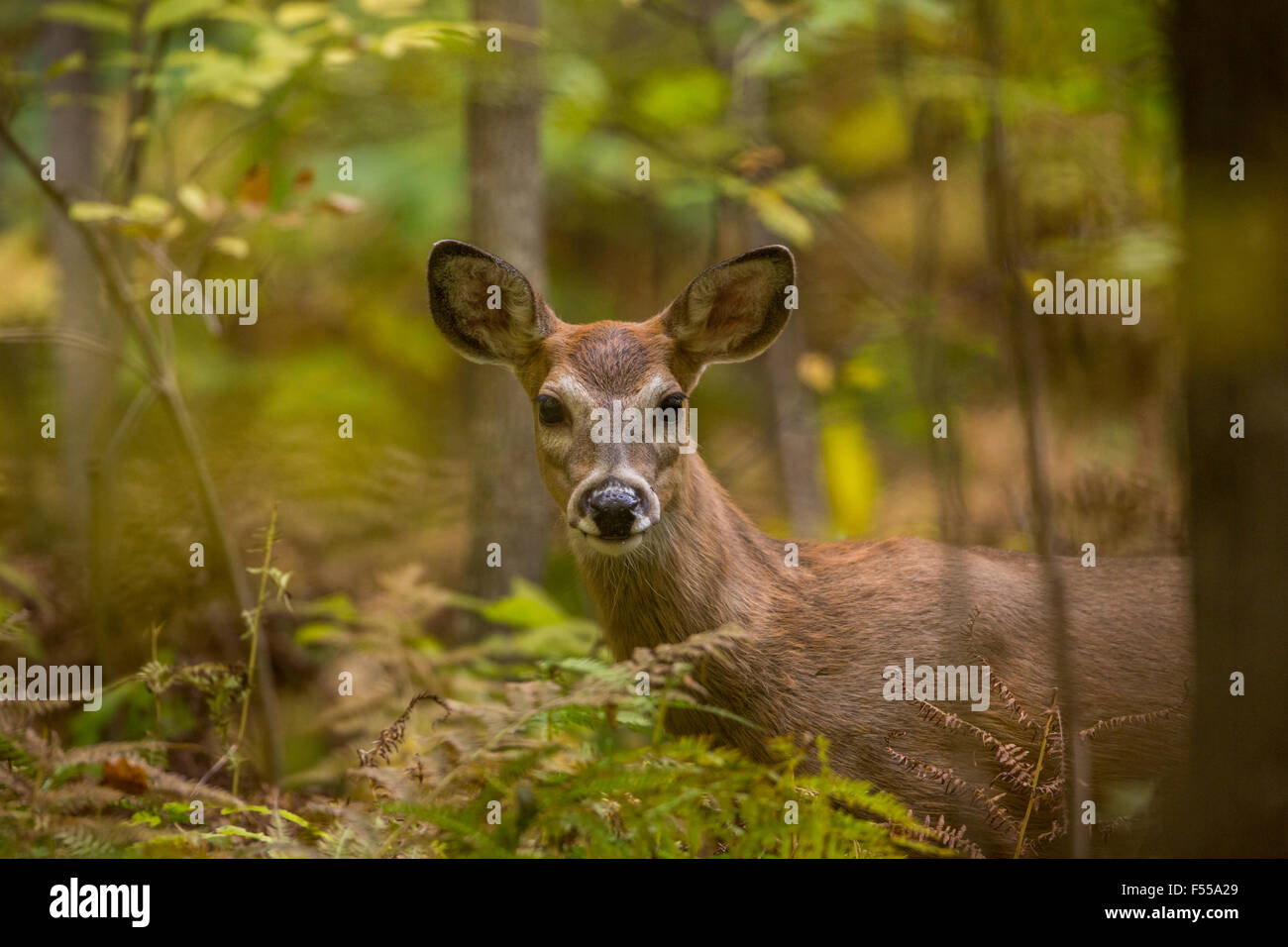 White-tailed deer deep in the forest Stock Photo - Alamy