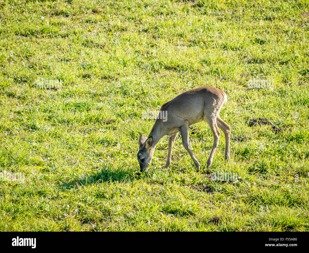 European Roe Deer browsing on the glade Stock Photo - Alamy