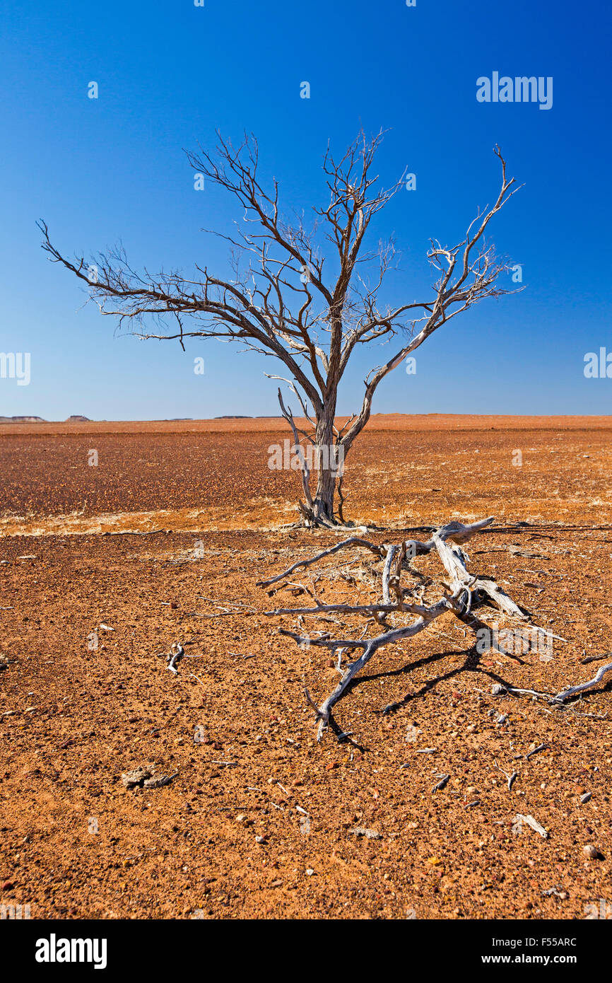 Australian outback landscape in drought, solitary dead tree on barren ...