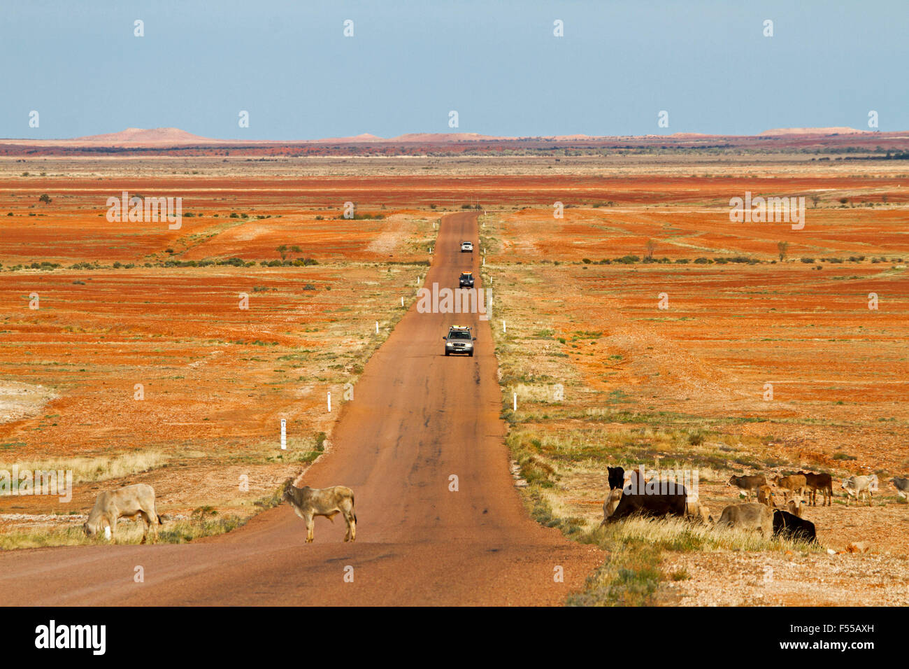Four wheel drive vehicles on vast red treeless Australian outback ...