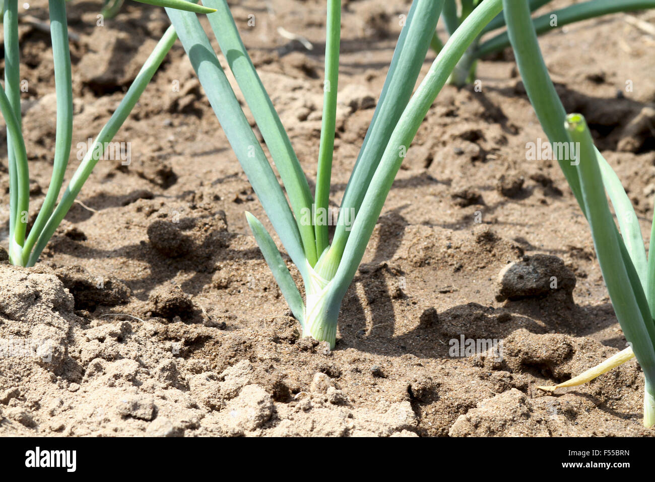 Onion plant hi-res stock photography and images - Alamy
